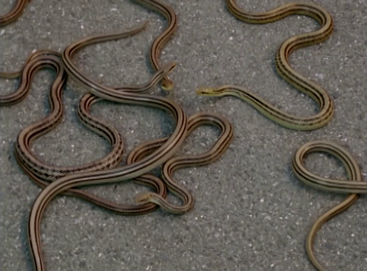 Serpentina's Venomous Snakes - Morphin' Legacy
